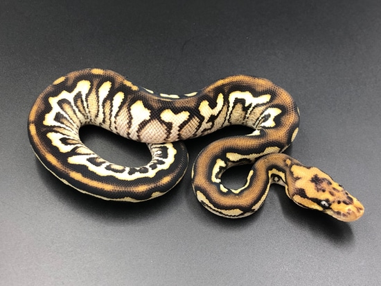 Cinnamon Russo Dark Knight (Chocolate Spotnose Clown) Free Shipping ...