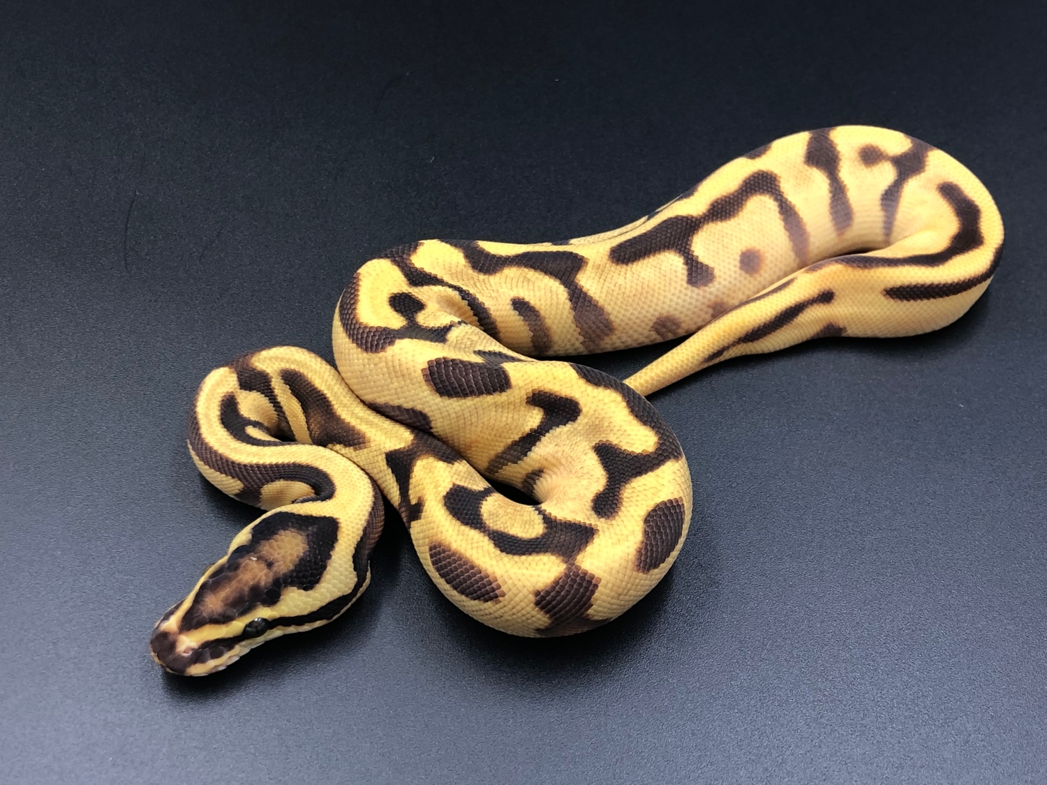 Red Stripe Orange Dream Leopard Fire Enchi Pos Yellowbelly Het Clown ...