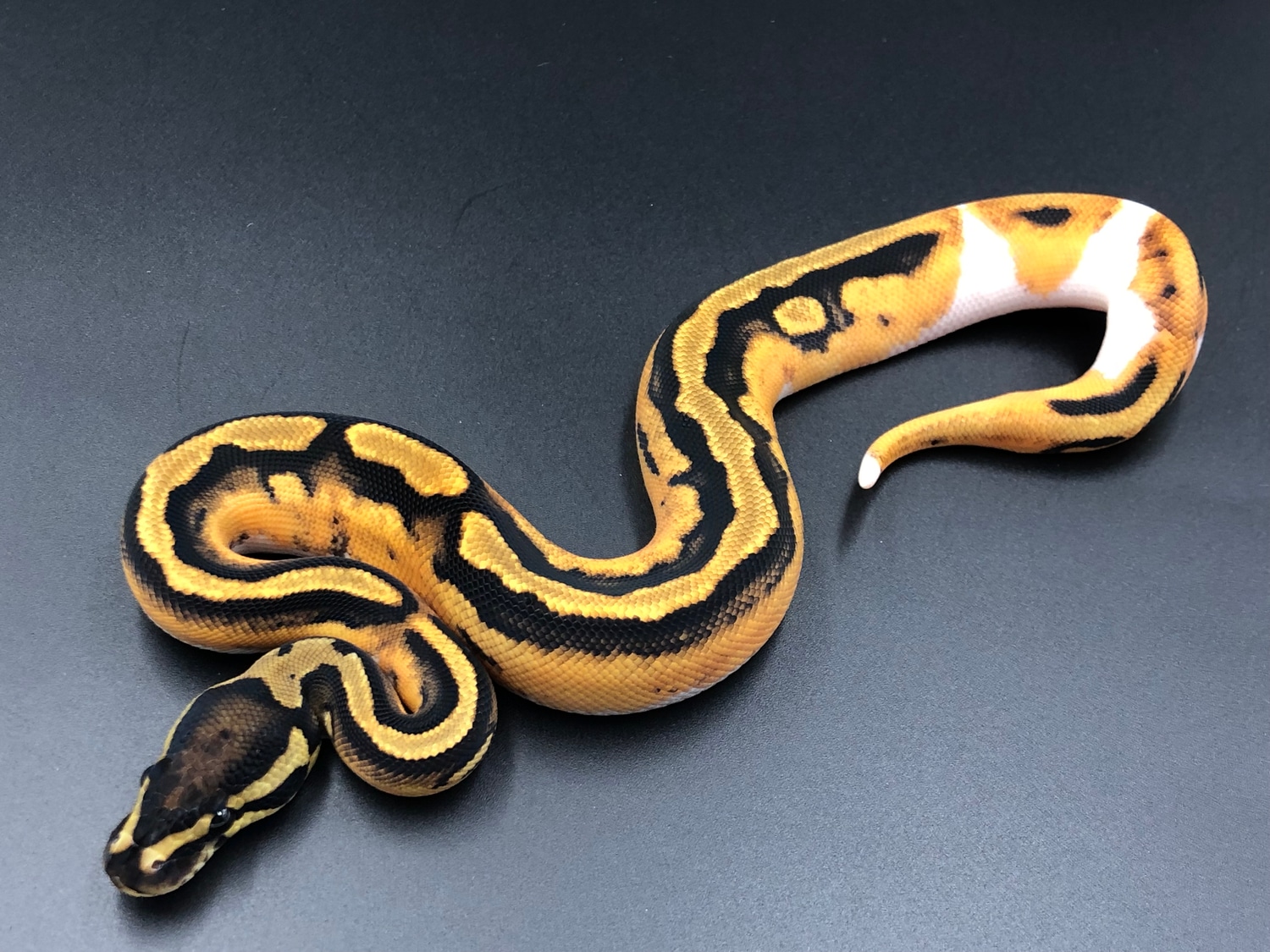Orange Dream Pied (Free Shipping!) Ball Python by BC's Balls - MorphMarket