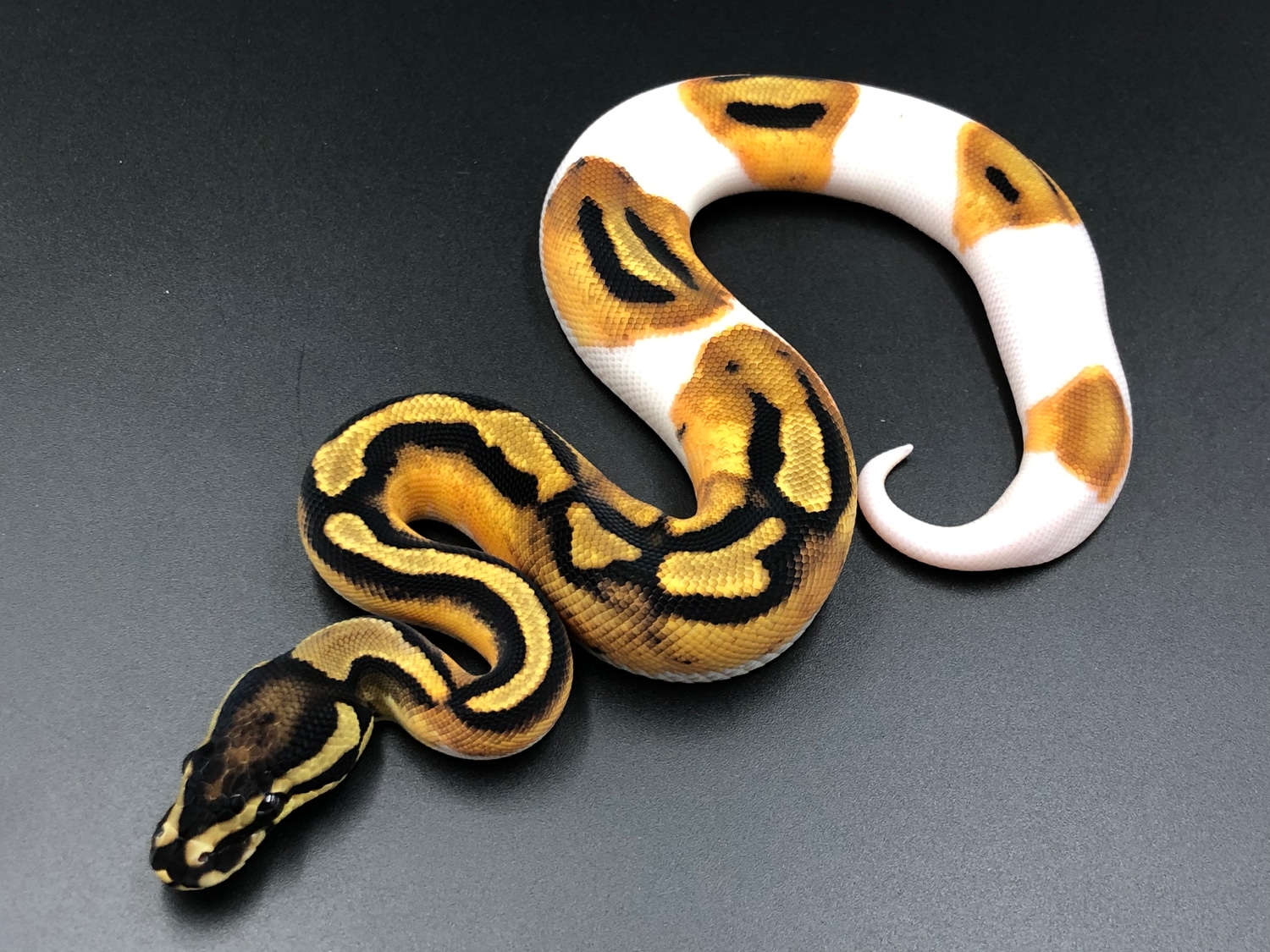 Orange Dream Pied (Free Shipping!) Ball Python by BC's Balls - MorphMarket