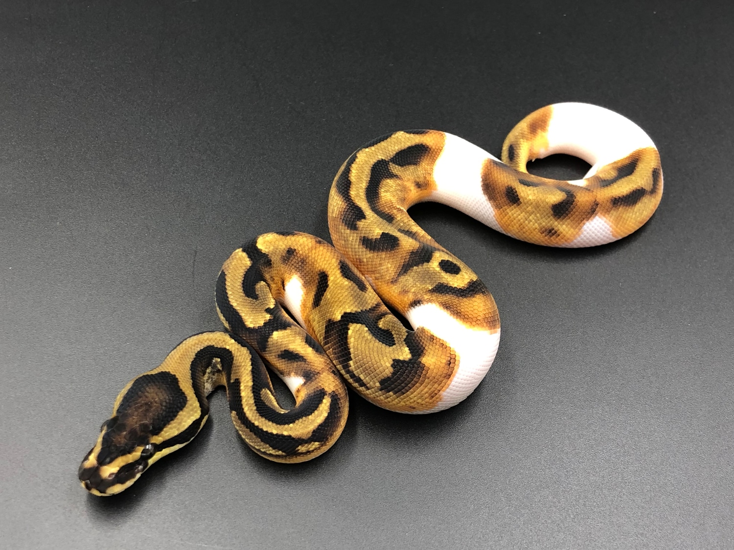 Enchi Pied Het Desert Ghost (Free Shipping) Ball Python by BC's Balls ...