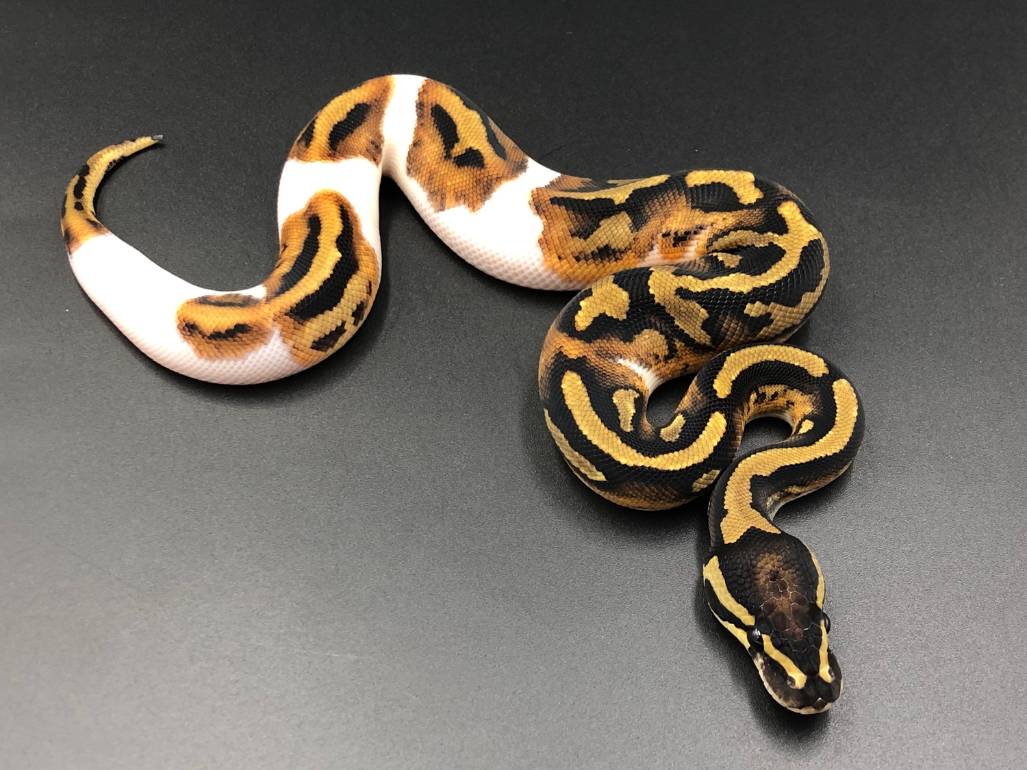 Vanilla Pied Het Desert Ghost (Free Shipping!) Ball Python by BC's ...