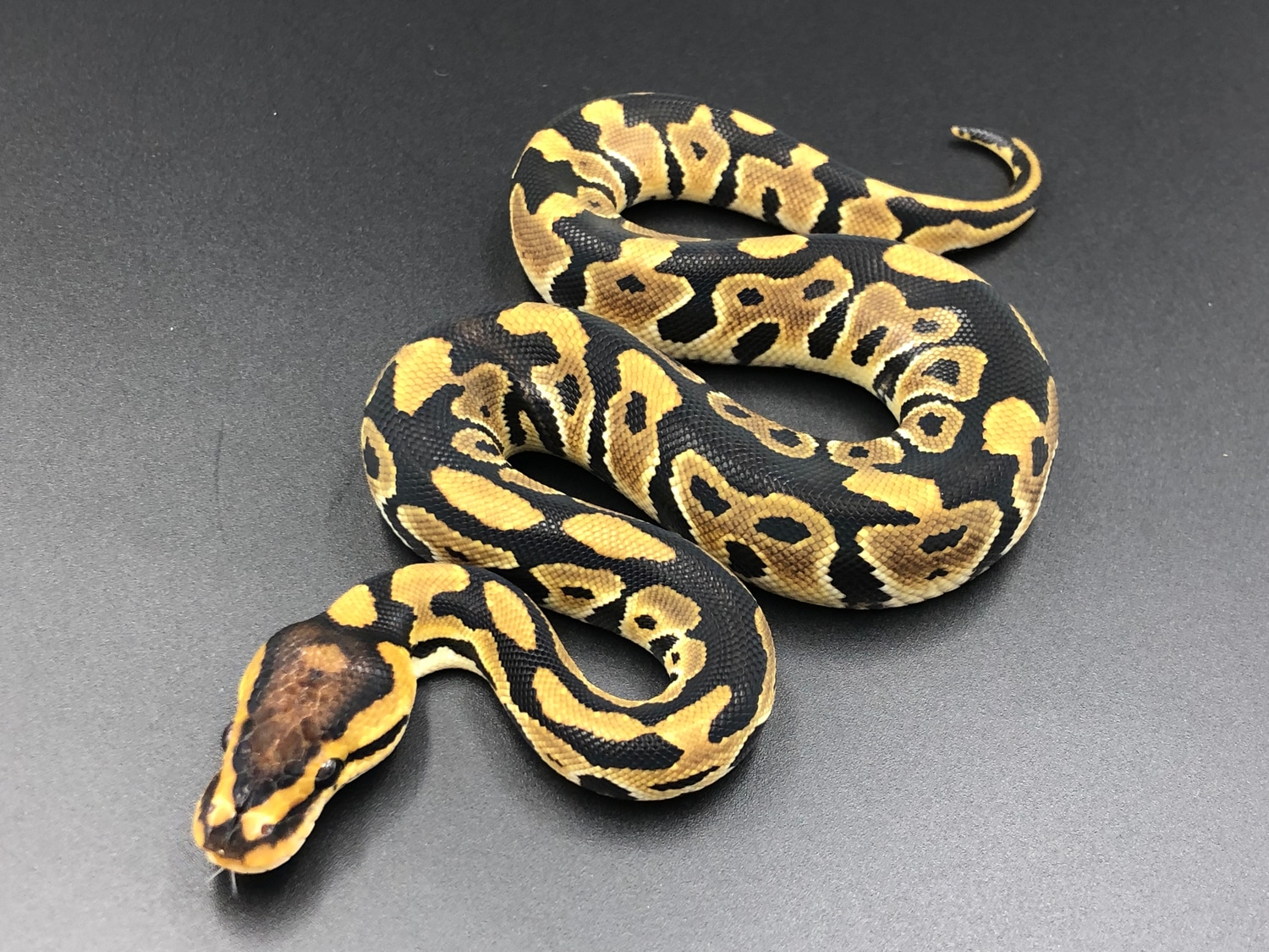 Crypton Het Desert Ghost (Free Shipping!) Ball Python by BC's Balls ...