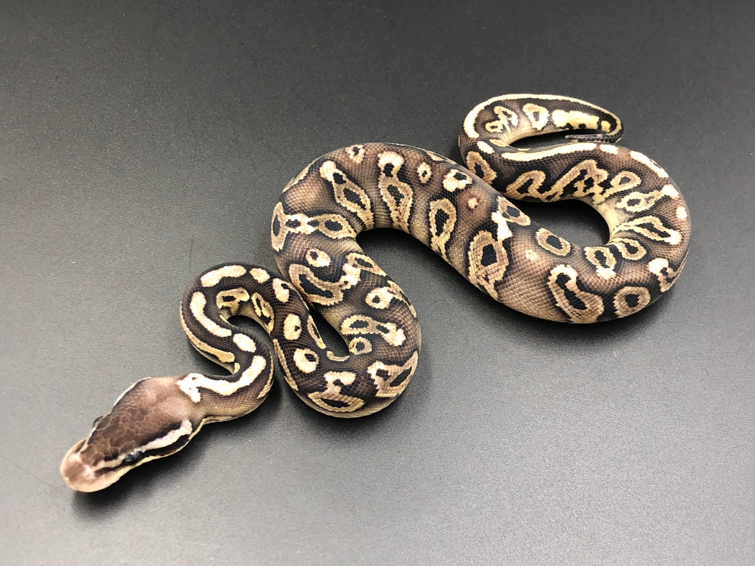 Black Pewter Het Clown (Free Shipping!) Ball Python by BC's Balls ...