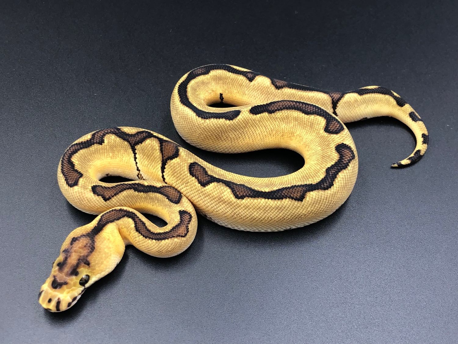 Enchi Red Stripe Clown Pos Super Red Stripe (Free Shipping!) Ball ...