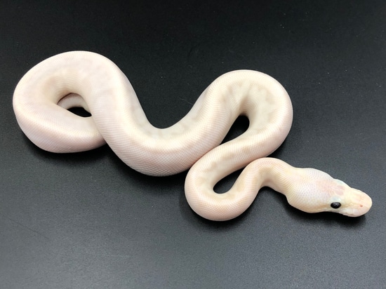 Black Pewter Bamboo Banana Spotnose Pos GHI Het Clown (Free Shipping ...