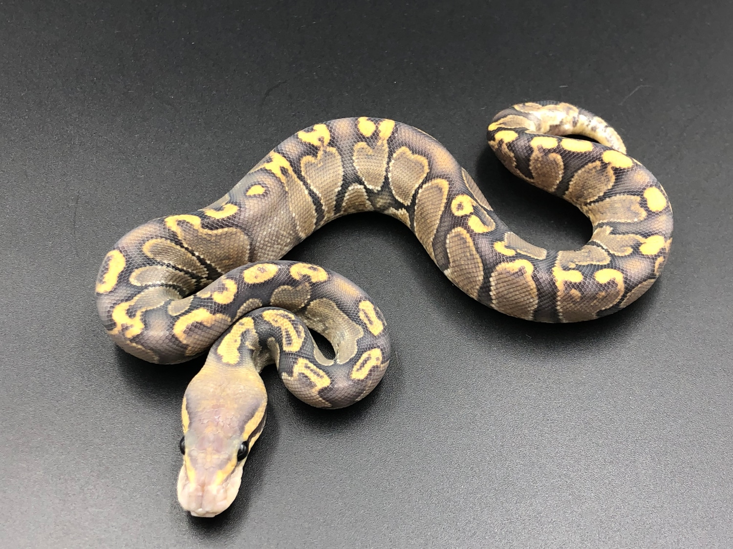 Hypo GHI (Free Shipping!) Ball Python by BC's Balls - MorphMarket