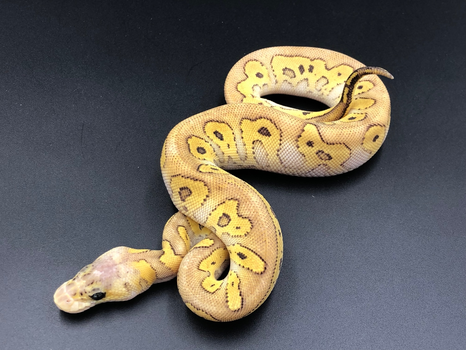 Red Stripe Pastave Clown (Free Shipping!) Ball Python by BC's Balls ...