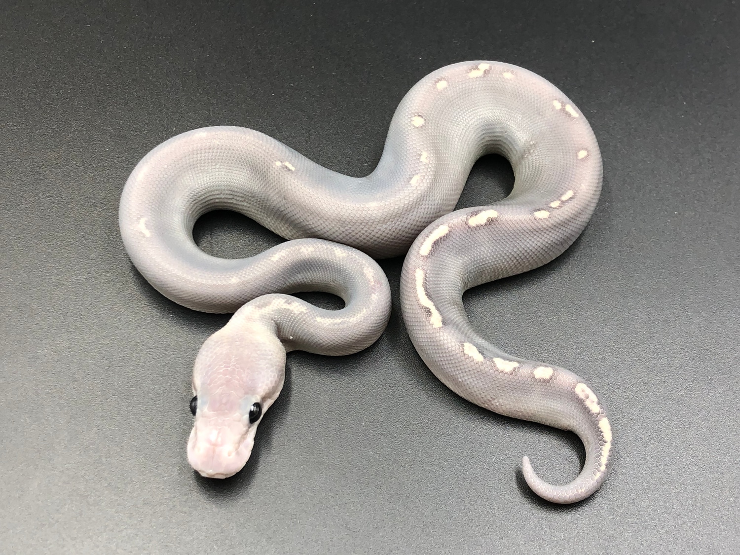 Hypo Super GHI Chocolate (Free Shipping!) Ball Python by BC's Balls ...