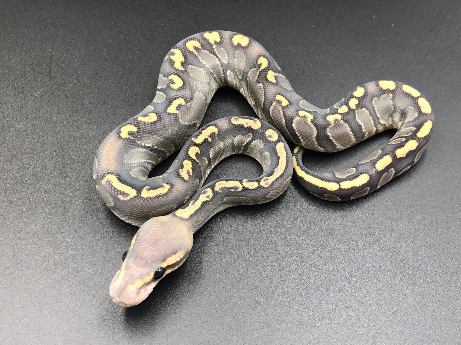 Hypo GHI Chocolate (Free Shipping) Ball Python by BC's Balls - MorphMarket