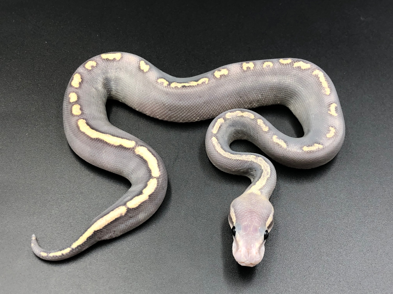 Hypo Super GHI Chocolate (Free Shipping) Ball Python by BC's Balls ...