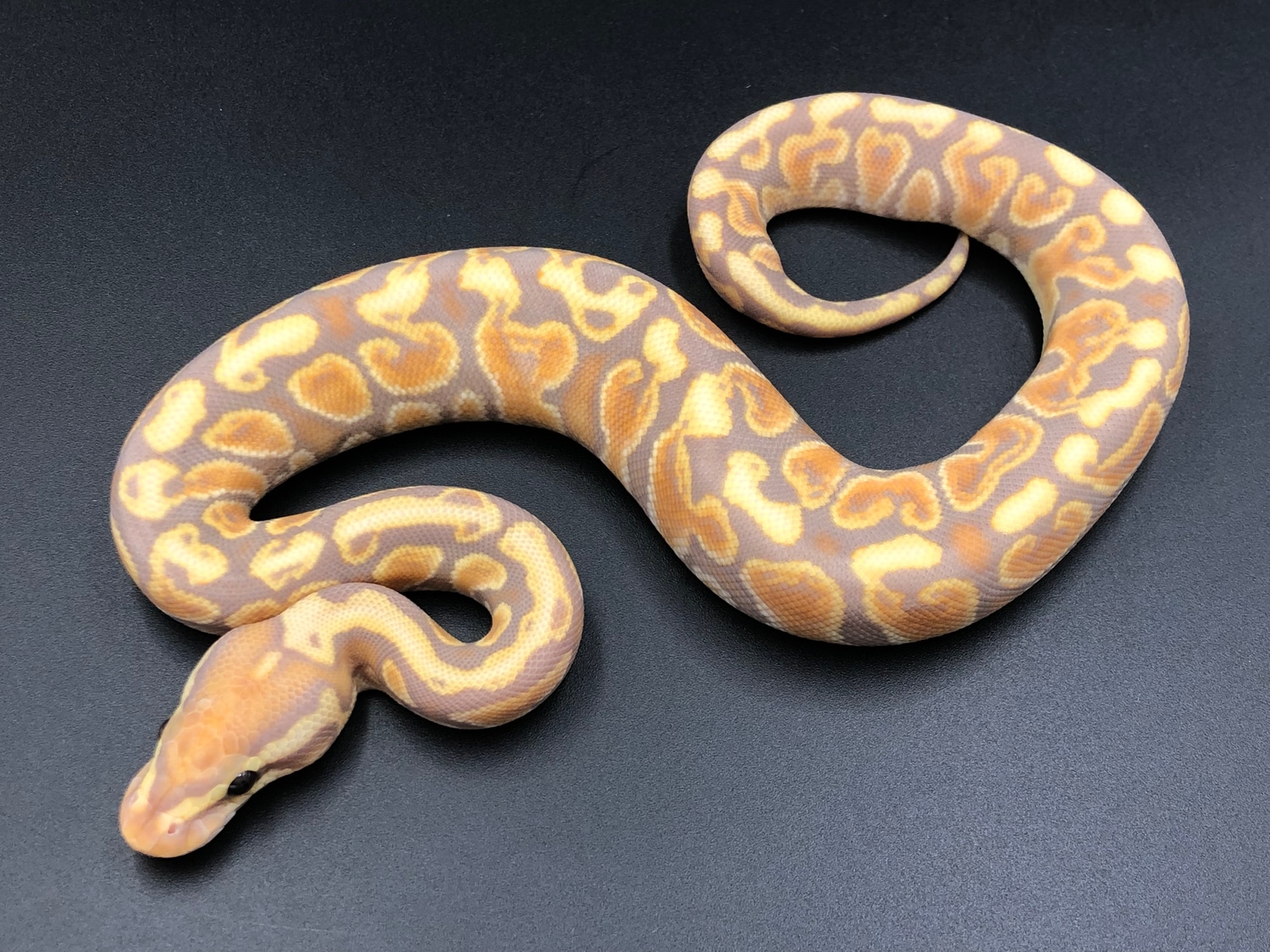 GHI Banana Russo Pos Spotnose Het Clown (Free Shipping!) Ball Python by BC's Balls - MorphMarket
