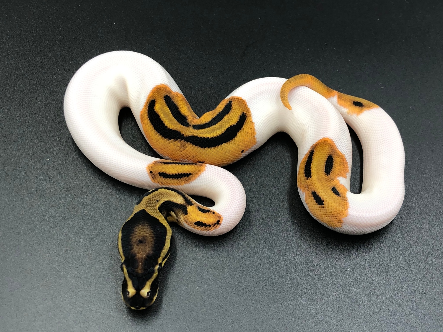 Orange Dream Pied (Free Shipping!) Ball Python by BC's Balls - MorphMarket