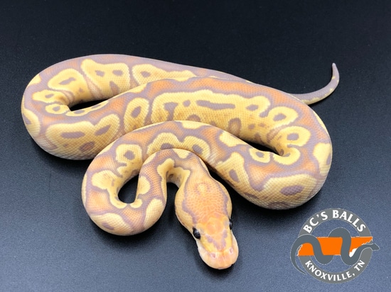 GHI Banana Clown Ball Python by BC's Balls and Reptilia