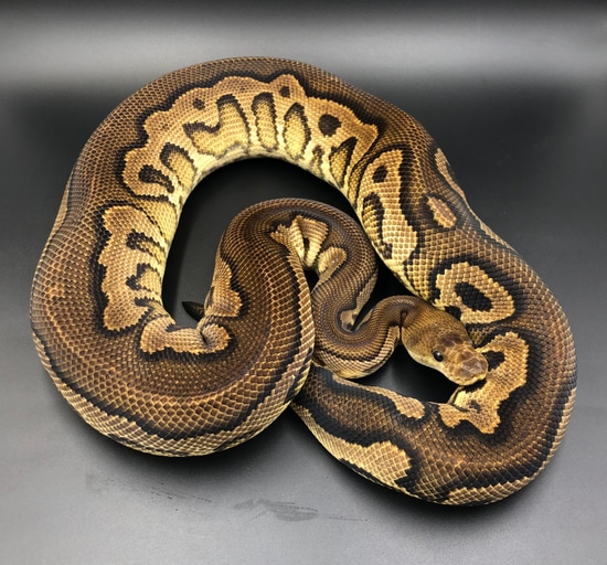 Cinnamon Clown (Free Shipping!) Ball Python by BC's Balls
