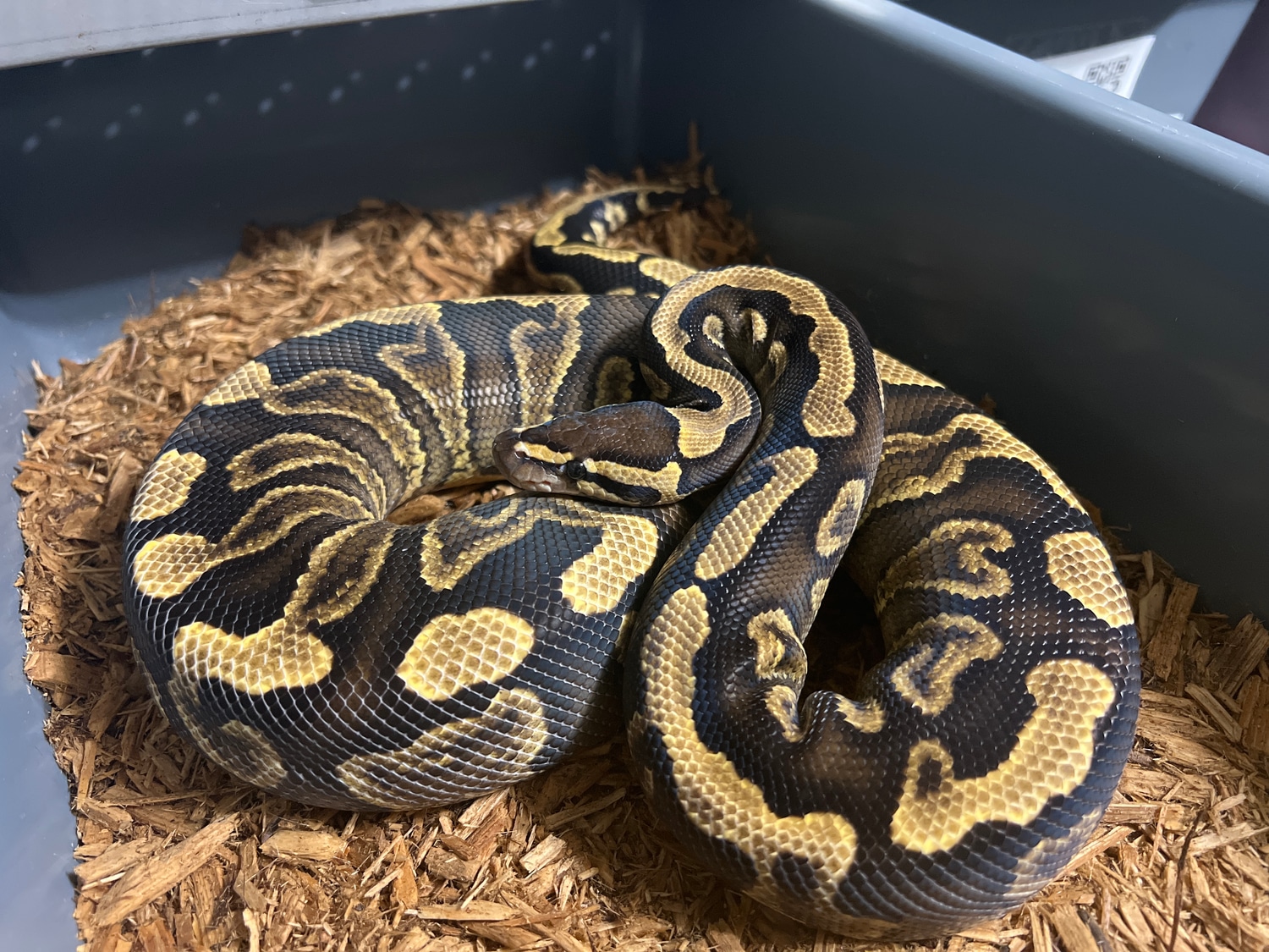 GHI Spark Or Yellowbelly Het Desert Ghost 50% Het Cryptic Ball Python ...