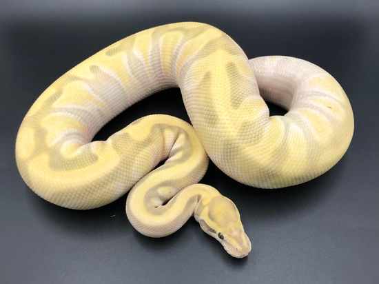 Enchi Butter Desert Ghost Het Clown 50% Het Hypo (Free Shipping!) Ball ...