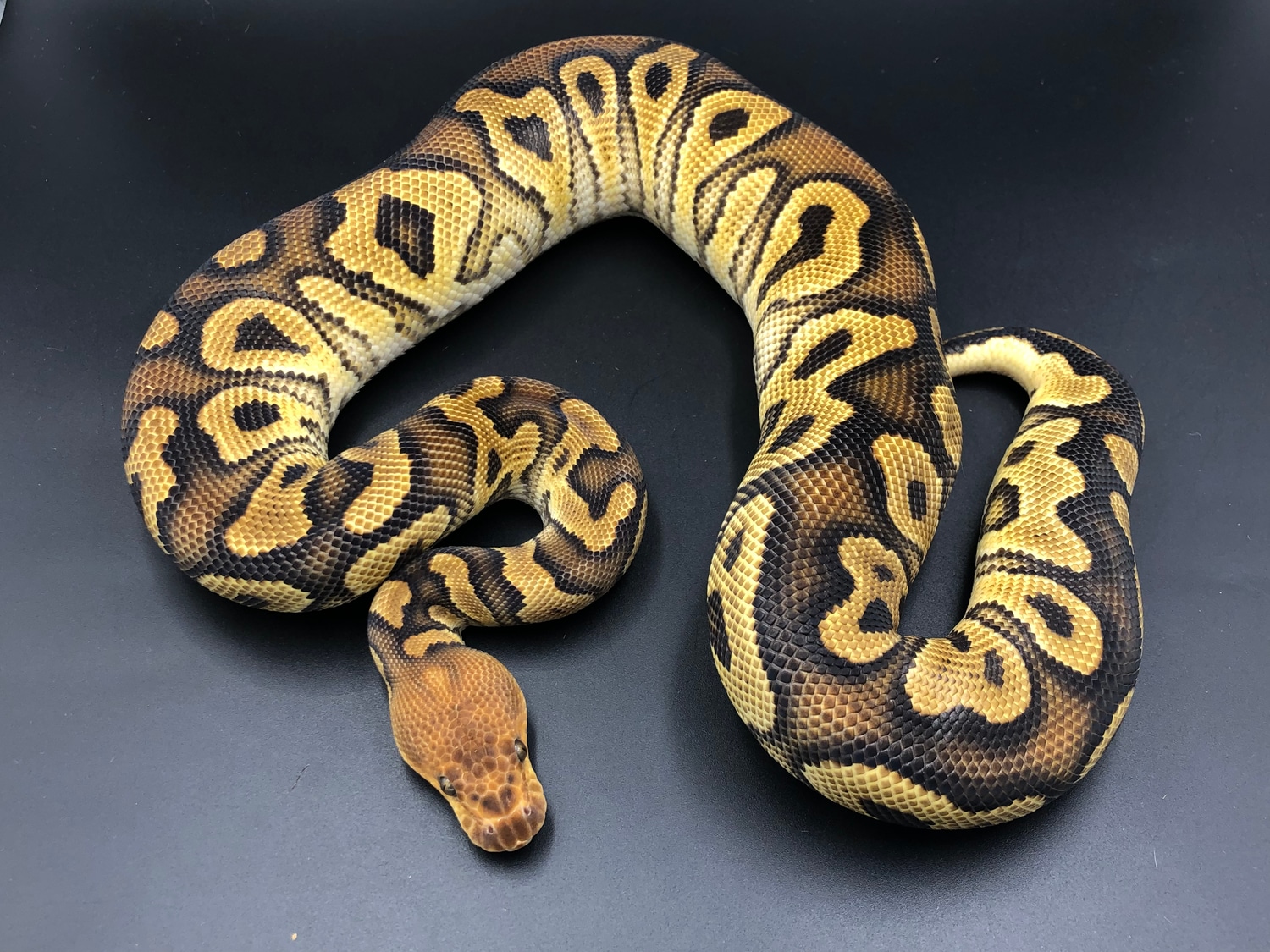 Cypress Clown Ball Python by BC's Balls - MorphMarket