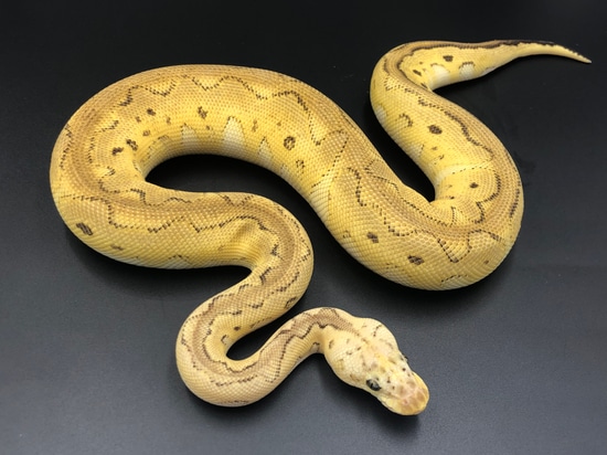 Russo Orange Dream Pastel Clown Pos Spotnose (Free Shipping!) Ball ...