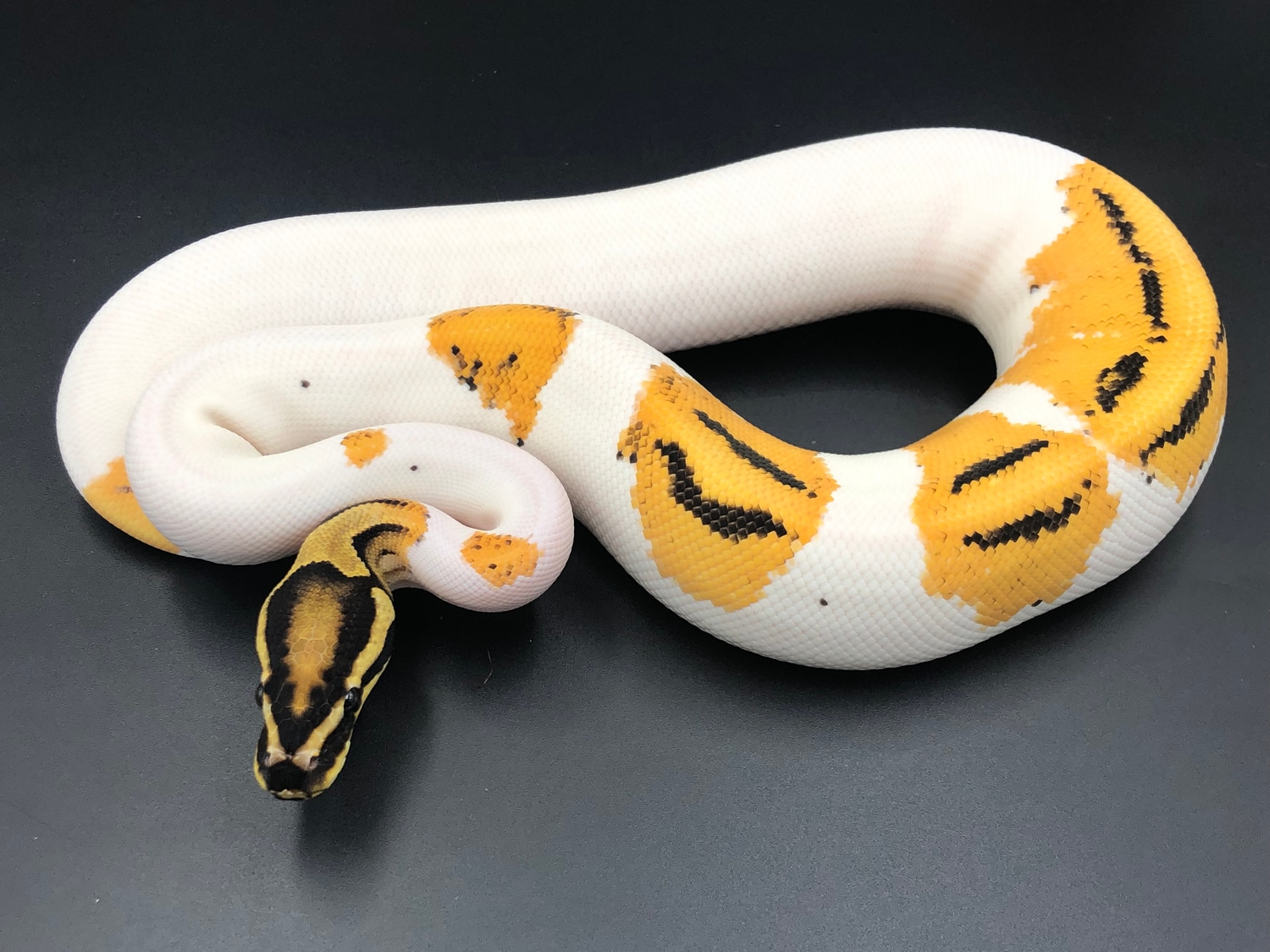 Super Orange Dream Vanilla Yellowbelly Pied (Free Shipping!) Ball ...