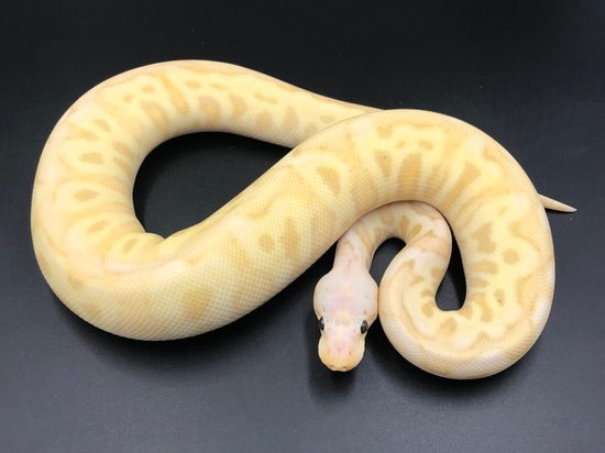 Spotnose Banana Lesser Pastel Pos GHI Clown (Free Shipping!) Ball ...