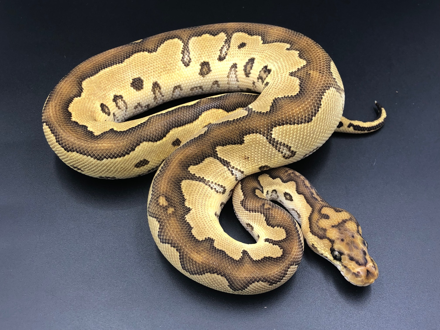 Russo Clown (Free Shipping!) Ball Python by BC's Balls - MorphMarket