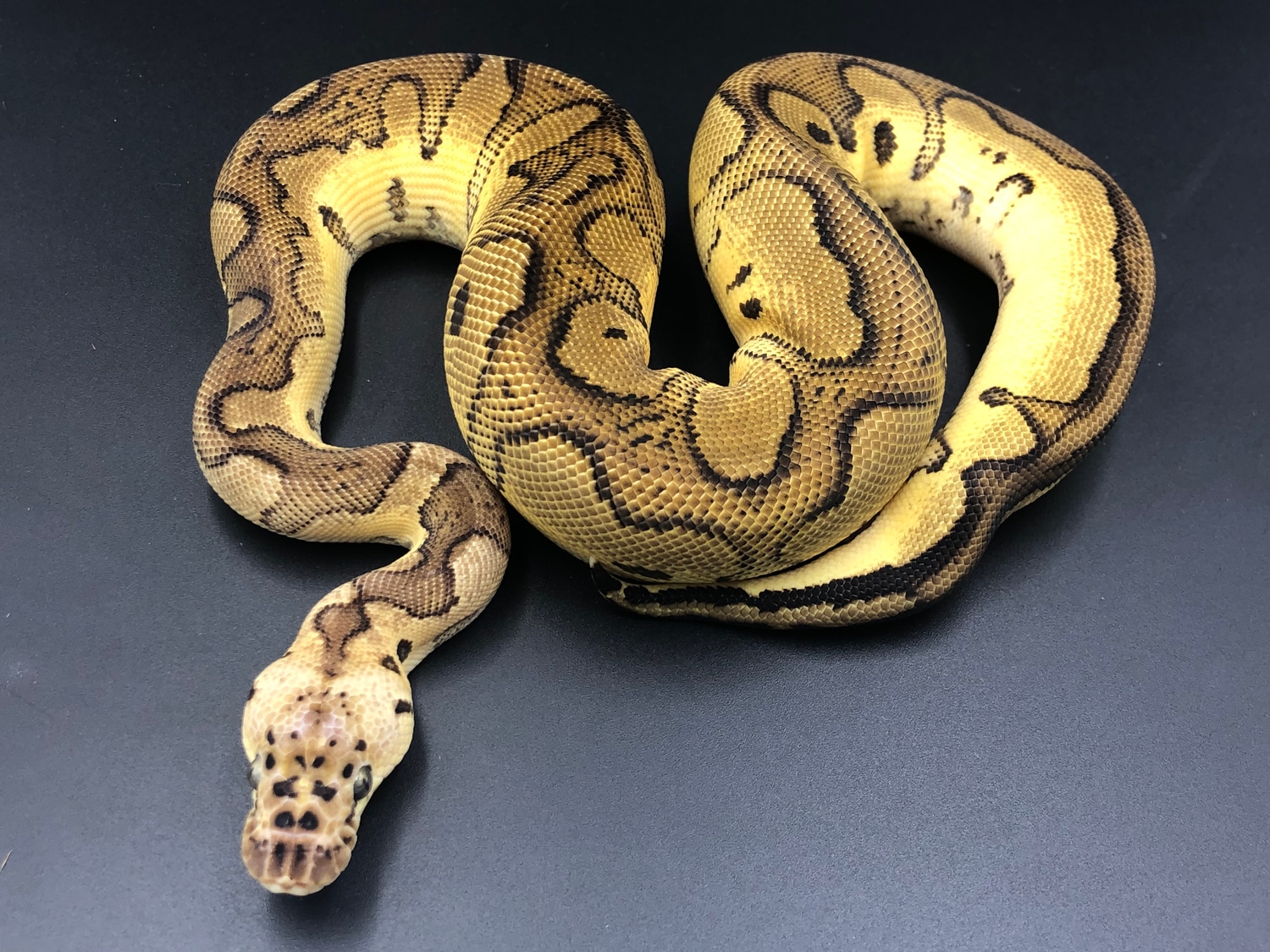 Red Stripe Pastel Clown (Free Shipping!) Ball Python by BC's Balls ...