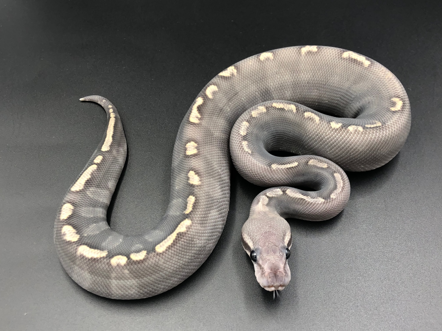 Hypo Super GHI Pos Chocolate (Free Shipping!) Ball Python by BC's Balls ...