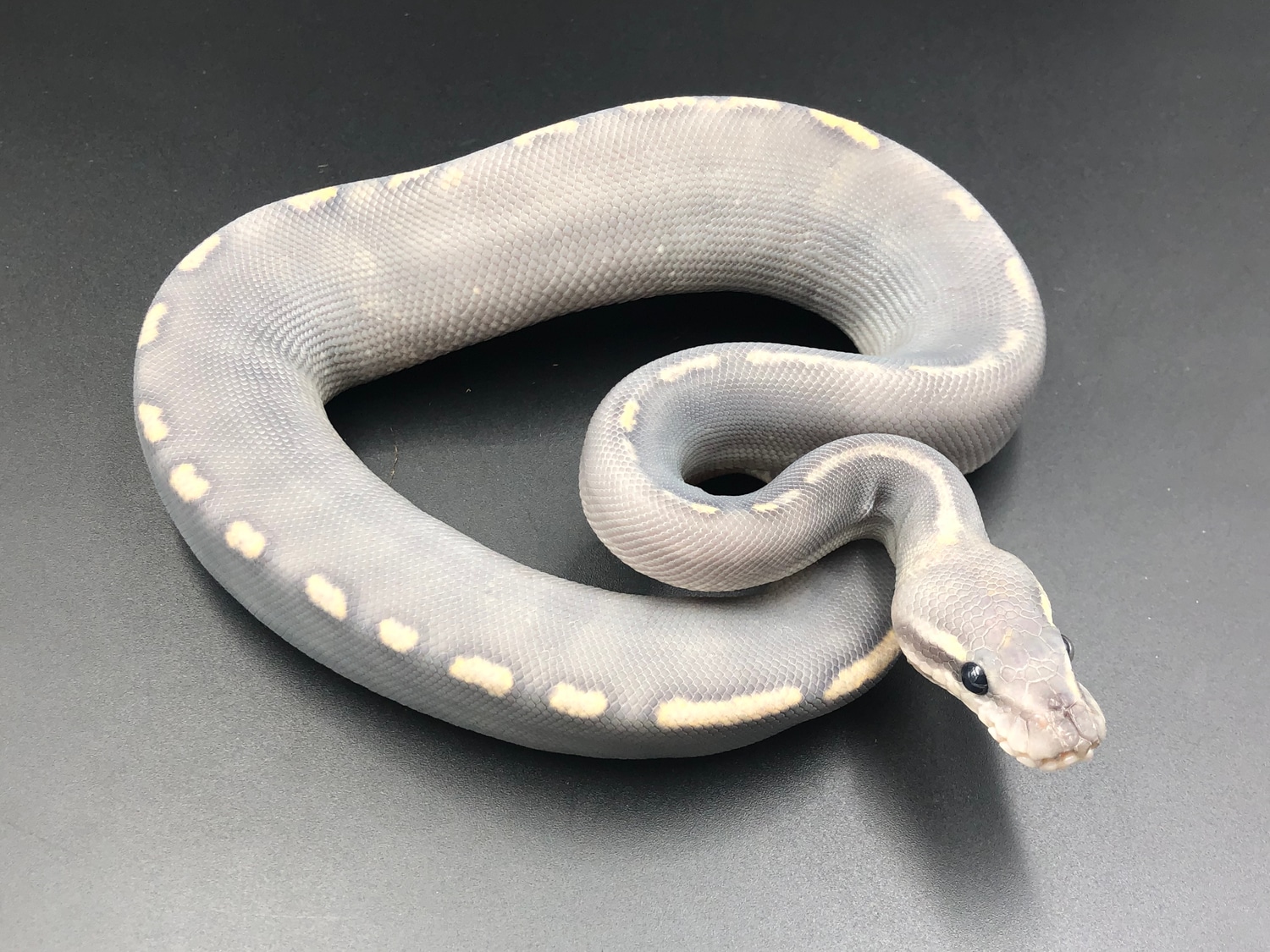 Hypo Super GHI Chocolate (Free Shipping!) Ball Python by BC's Balls ...