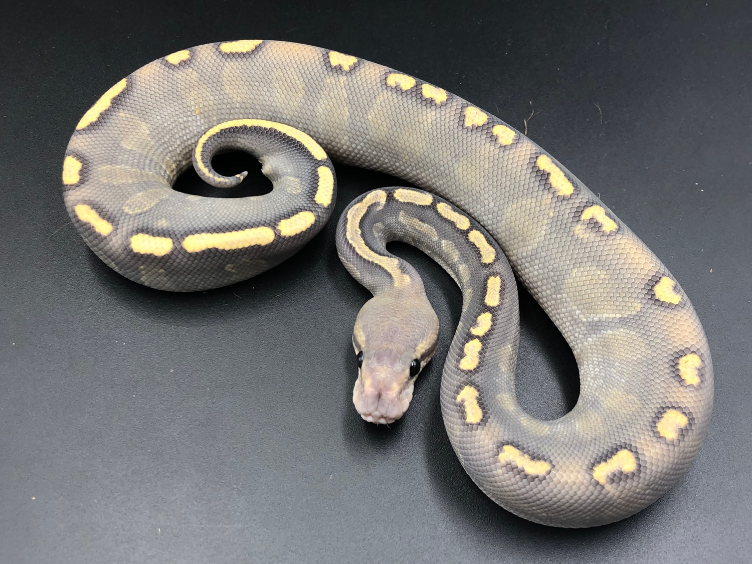 Hypo Super GHI Pos Chocolate (Free Shipping!) Ball Python by BC's Balls ...