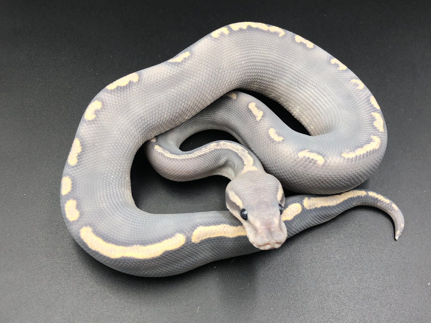 Hypo Super GHI Chocolate (Free Shipping) Ball Python by BC's Balls ...
