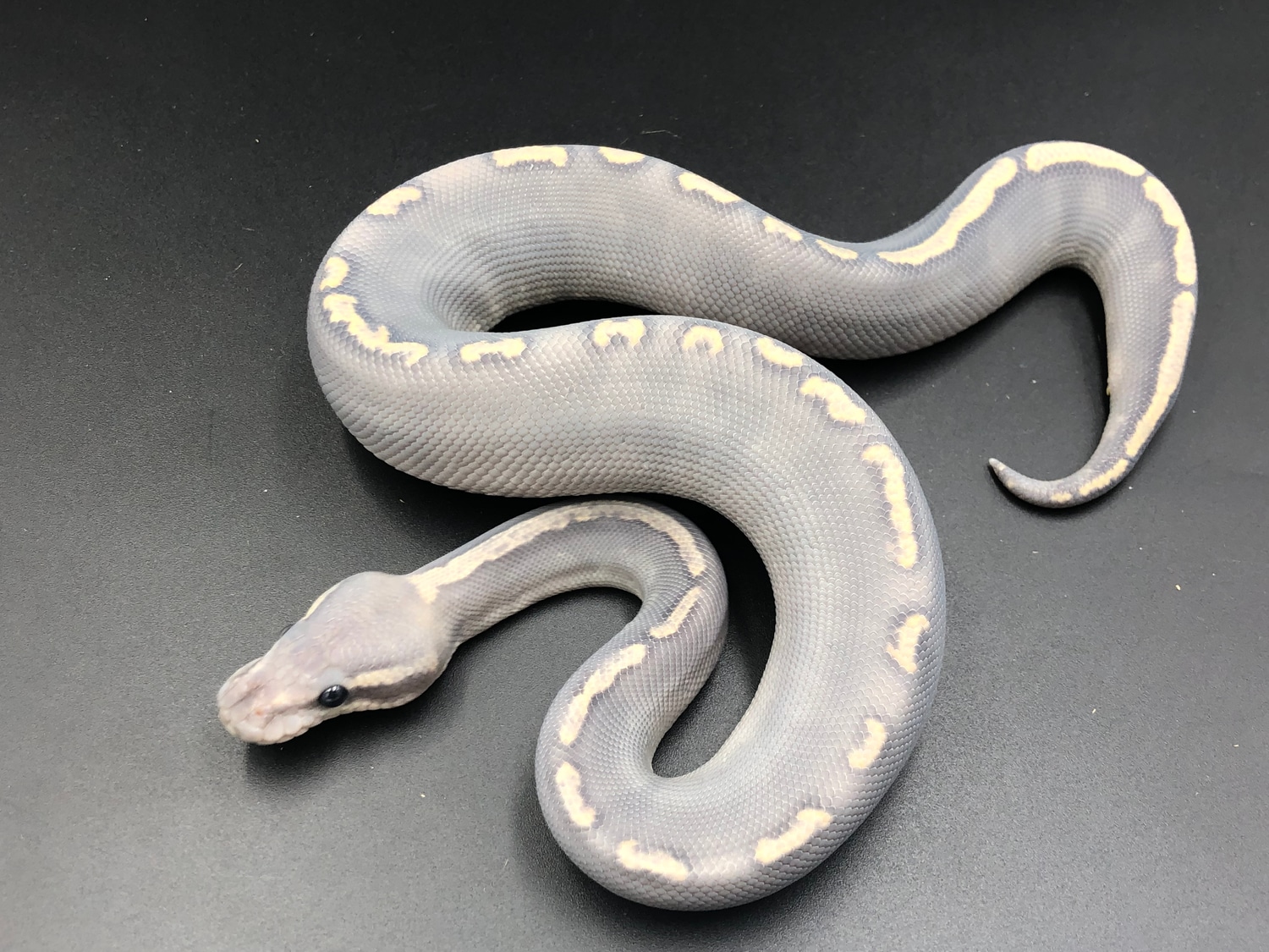 Hypo Super GHI Chocolate (Free Shipping) Ball Python by BC's Balls ...