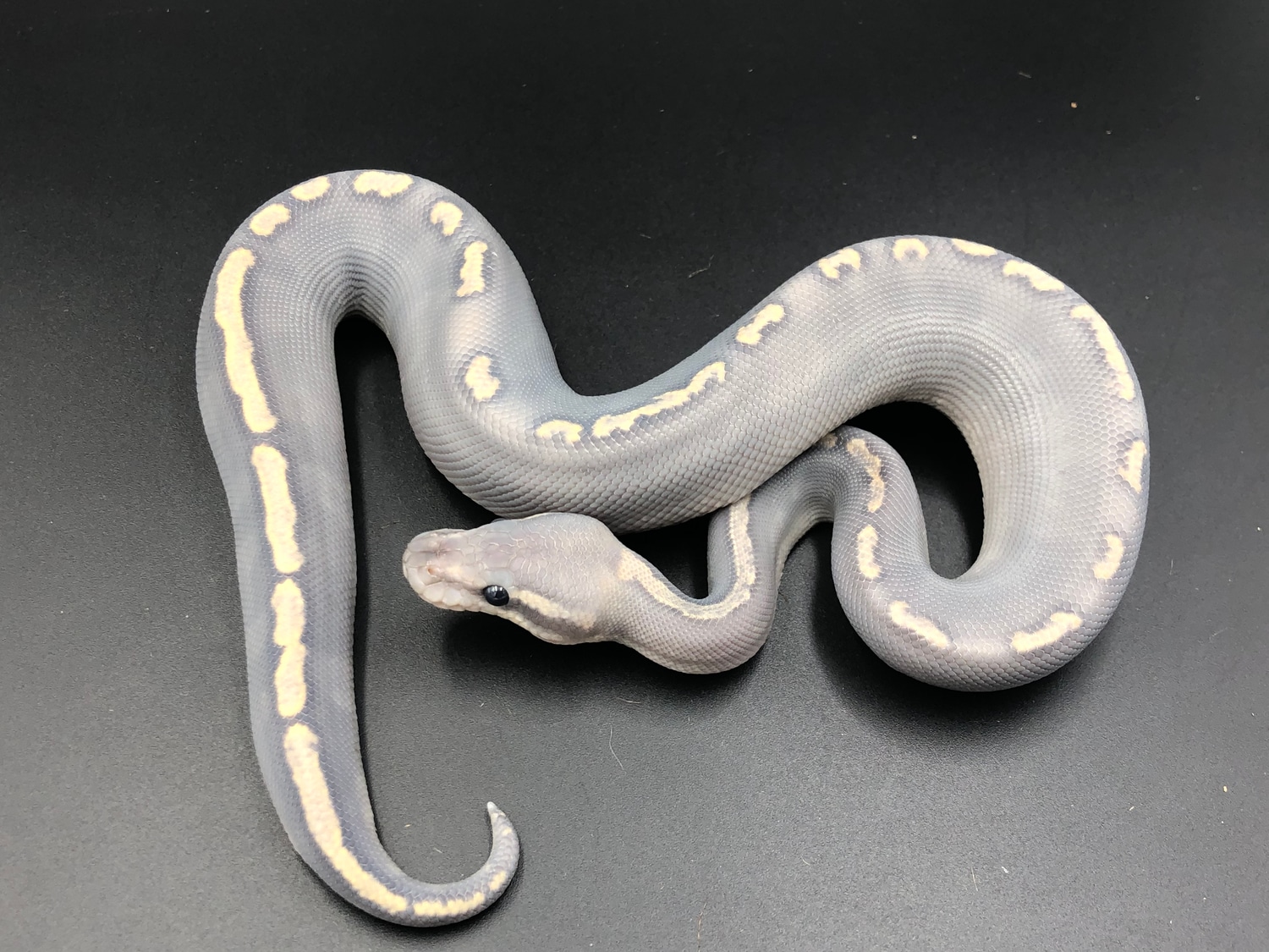 Hypo Super GHI Chocolate (Free Shipping) Ball Python by BC's Balls ...