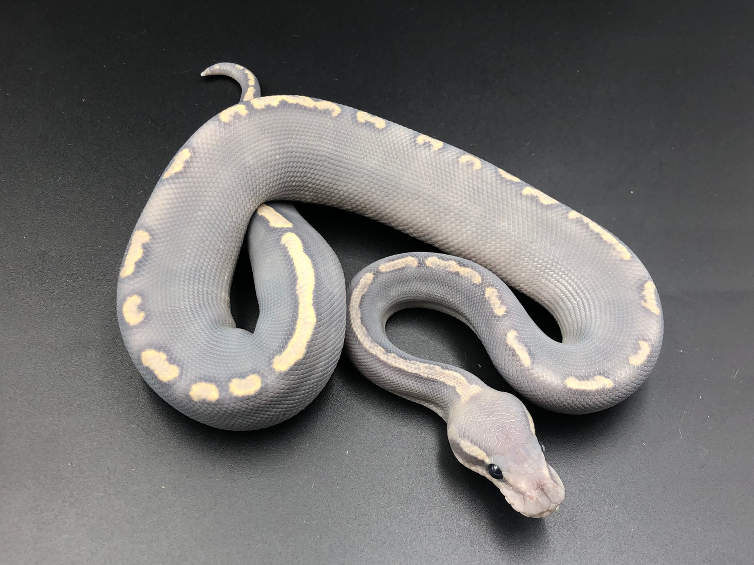 Hypo Super GHI Chocolate (Free Shipping) Ball Python by BC's Balls - MorphMarket