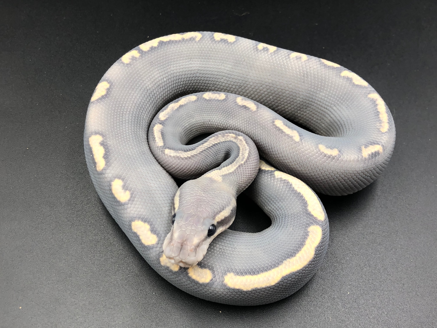 Hypo Super GHI Chocolate (Free Shipping) Ball Python by BC's Balls ...