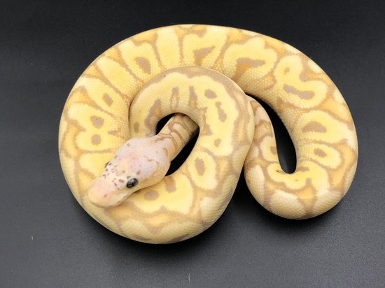 Female Maker Spotnose Banana Pastel Clown (Free Shipping!) Ball Python ...