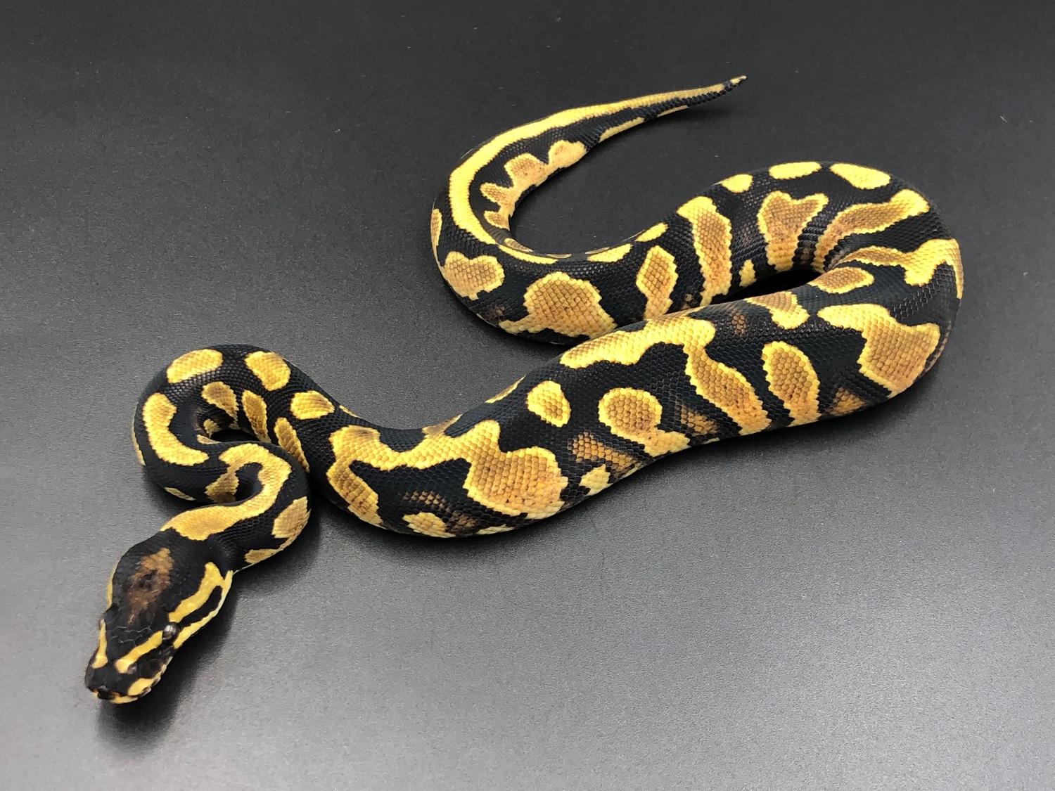 Orange Dream Yellowbelly Het Desert Ghost Het Piebald Ball Python by BC ...
