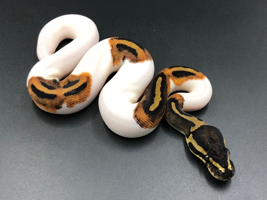 Piebald 50% Het Lavender Albino Ball Python by BC's Reptilia