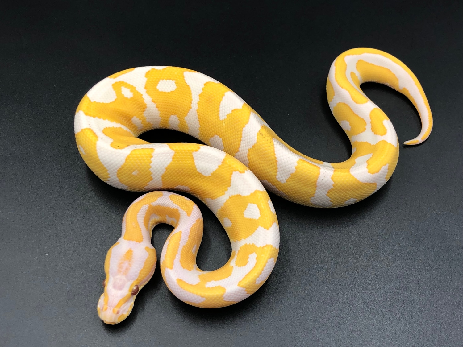 Leopard Lavender Albino Ball Python by BC's Balls - MorphMarket