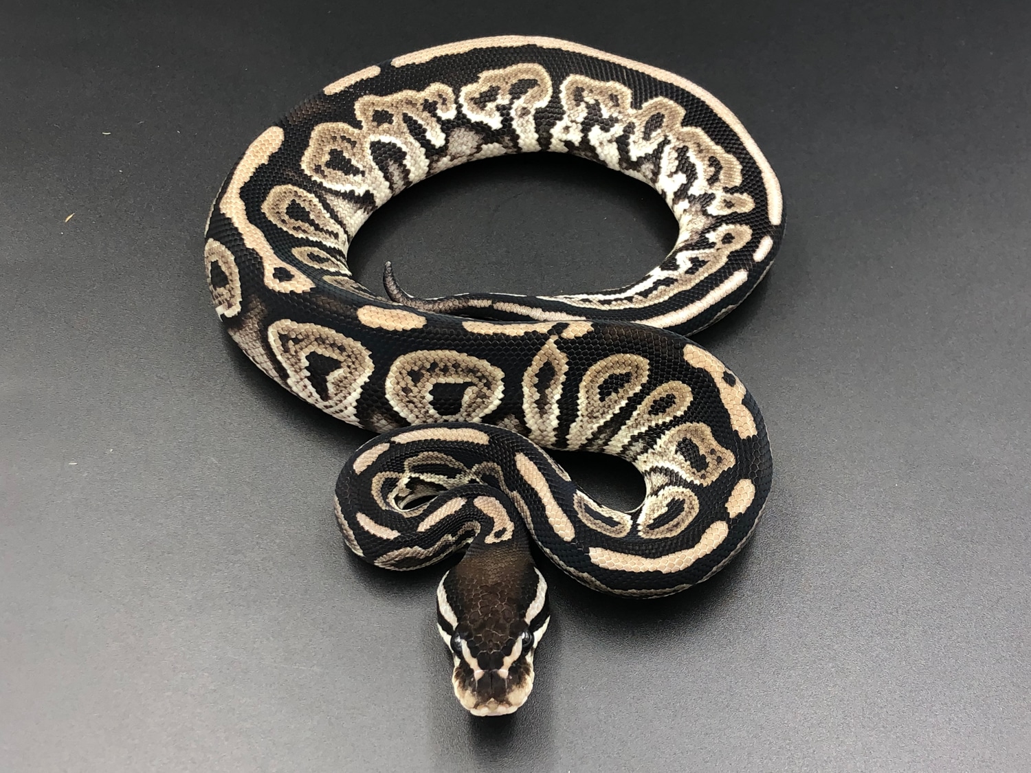Black Pastel VPI Axanthic Het Pied Ball Python by BC's Balls - MorphMarket