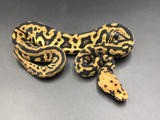 Confusion Spotnose Clown Ball Python by BC's Balls and Reptilia
