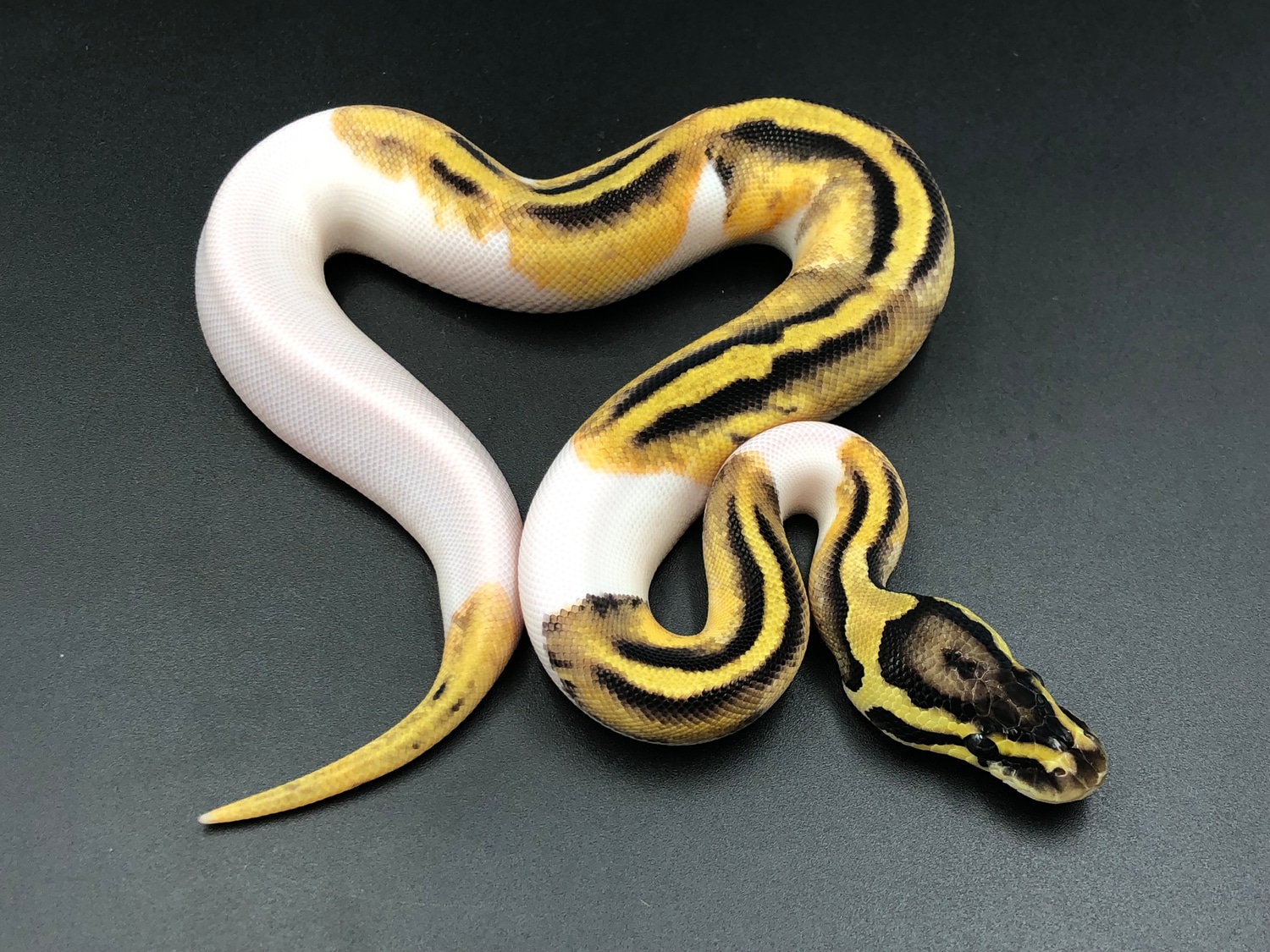 Pastel Yellowbelly Pied Het Desert Ghost Ball Python by BC's Balls ...