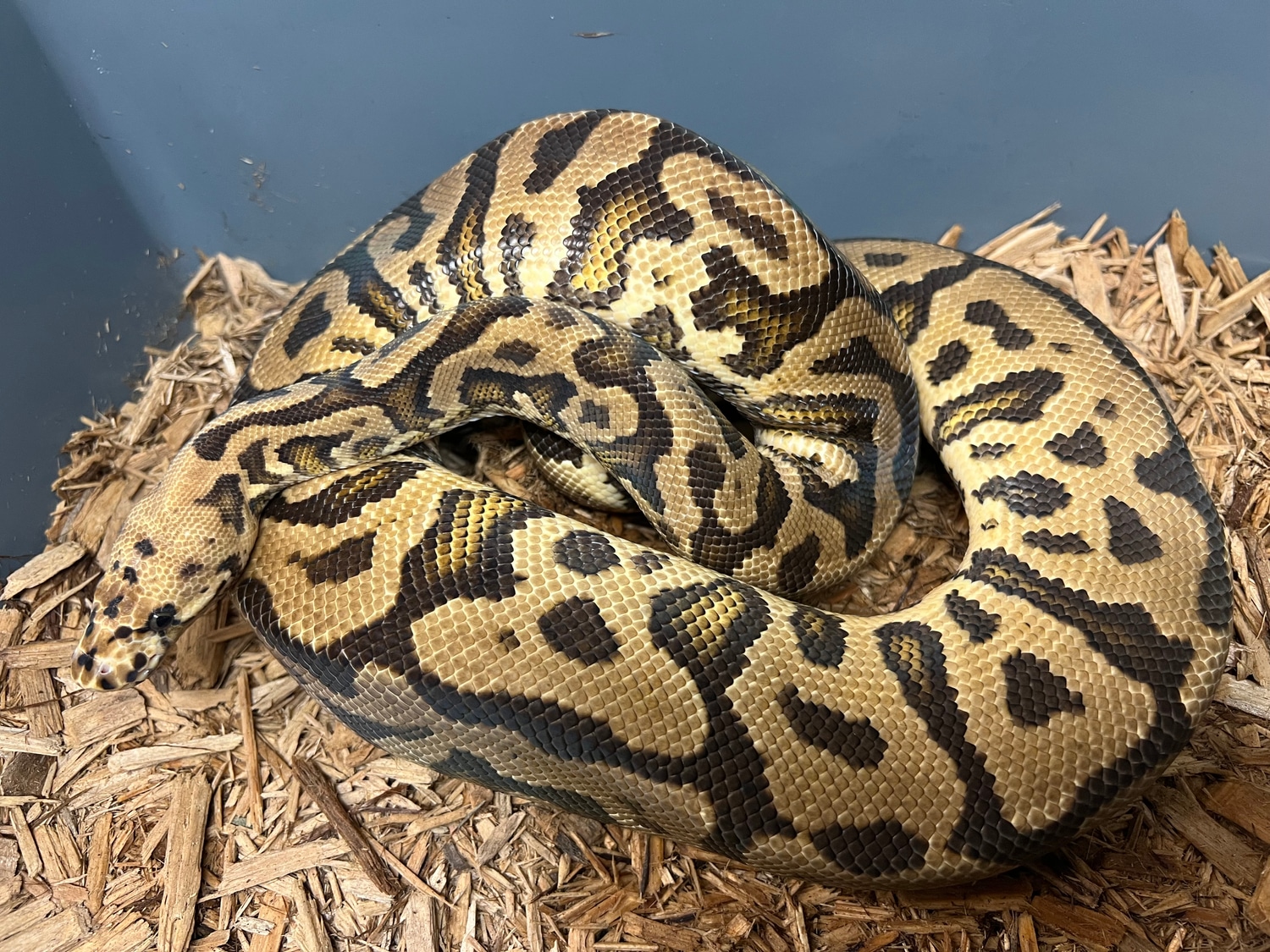 Confusion/Acid Spotnose Yellowbelly Clown Ball Python by BC's Balls ...