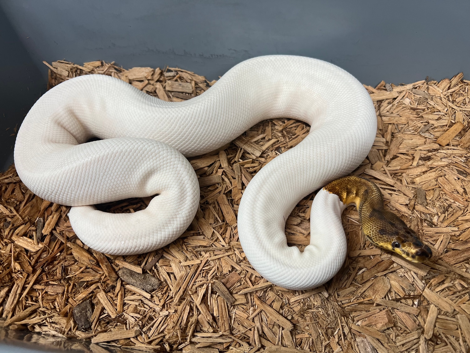 Clown Pied Ball Python by BC's Balls - MorphMarket