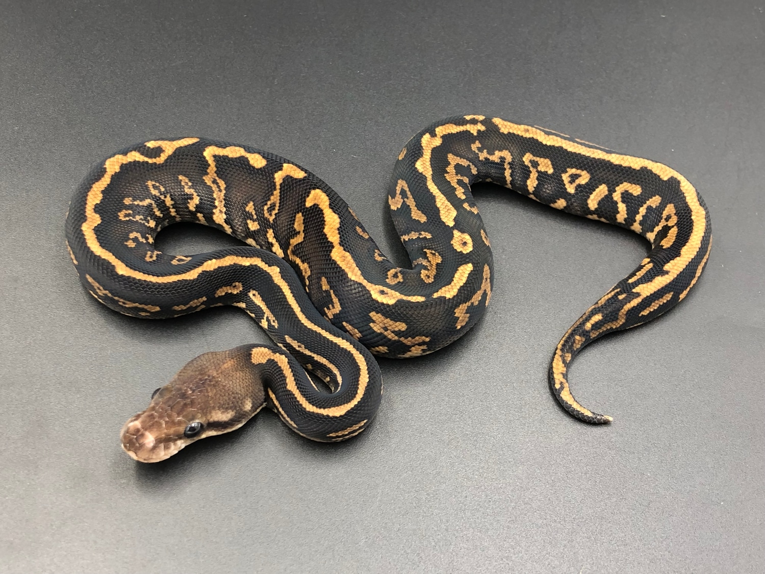 Confusion Cinnamon YB DH Genetic Stripe Clown Ball Python by BC's Balls ...