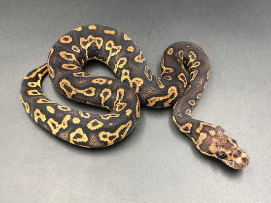 Confusion Spotnose Black Pastel Yellowbelly Clown Ball Python by BC's ...