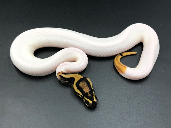 Orange Dream Vanilla Pied Het Desert Ghost Ball Python by BC's Balls