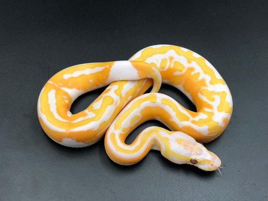 Blackhead Dreamsicle (Lavender Albino Pied) Ball Python by BC's Balls ...