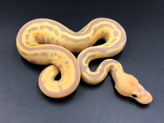 Female Maker Fire Scarecrow (Banana Leopard Spotnose Clown) Ball Python ...