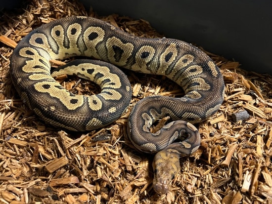 Mahogany Clown Ball Python by BC's Balls and Reptilia